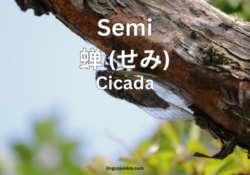 25 Japanese Summer Words - Explained in English!